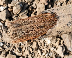 Detecting Tree Roots in Pipes